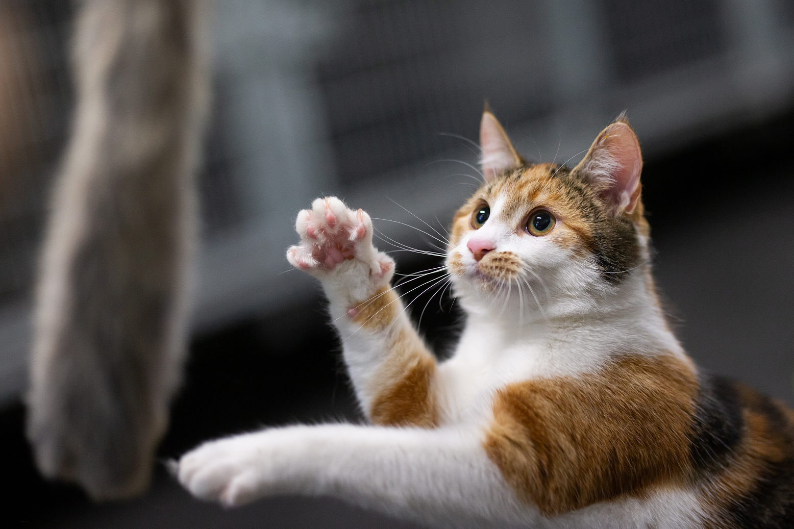 Verkeersdrukte tijdens de spits in juni en juli - Dierentehuis ...