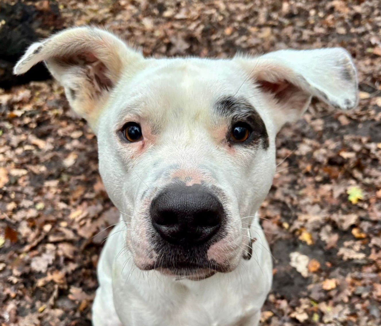 Tijn - Dierentehuis Stevenshage Leiden