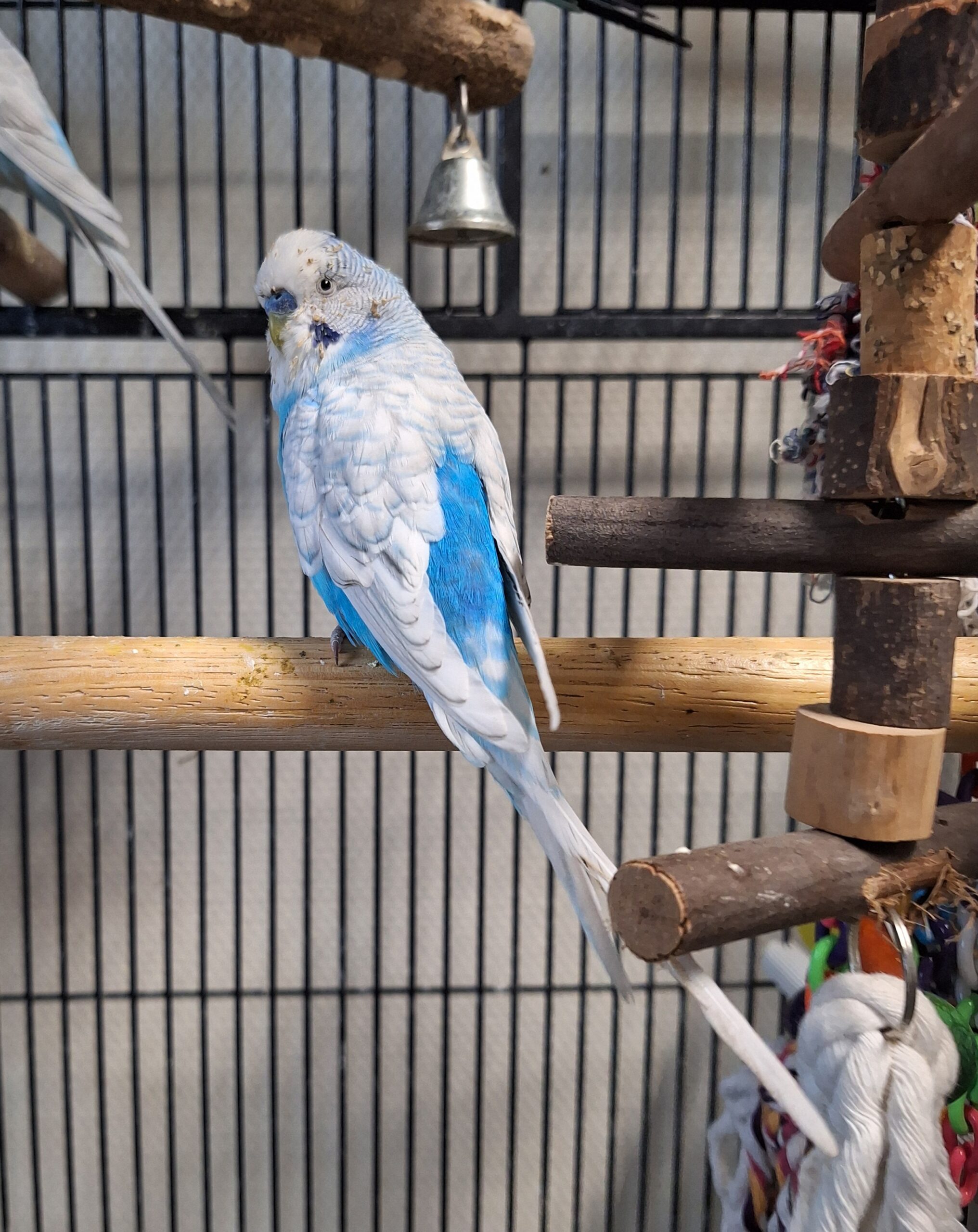 Joki - Dierentehuis Stevenshage Leiden